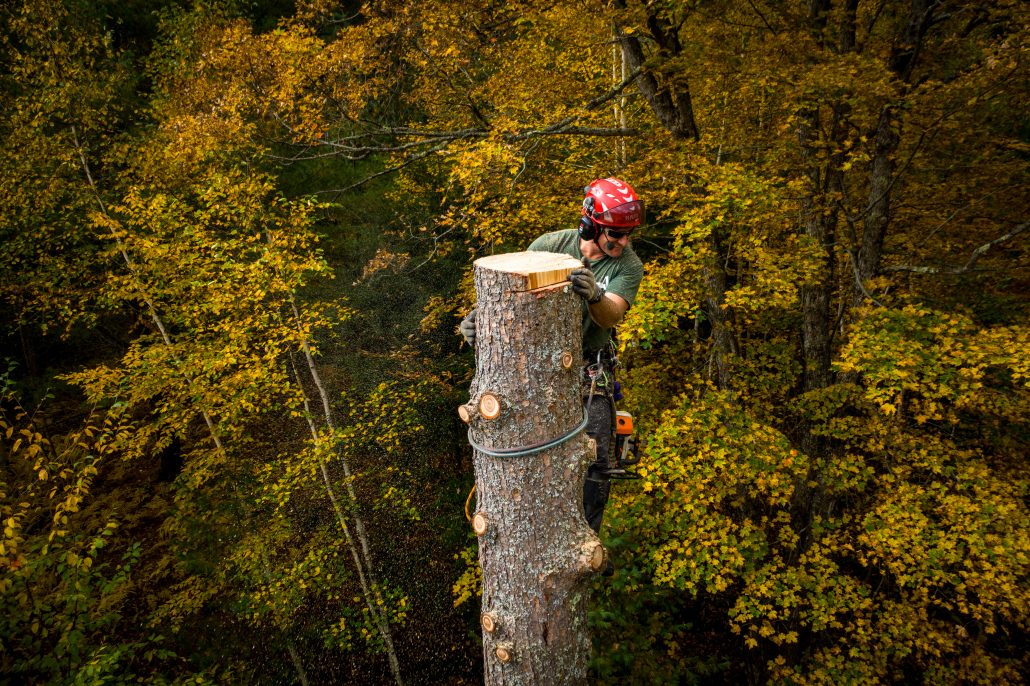 Arborist Photo Gallery - Expert Tree Service, Landscaping, Excavation ...