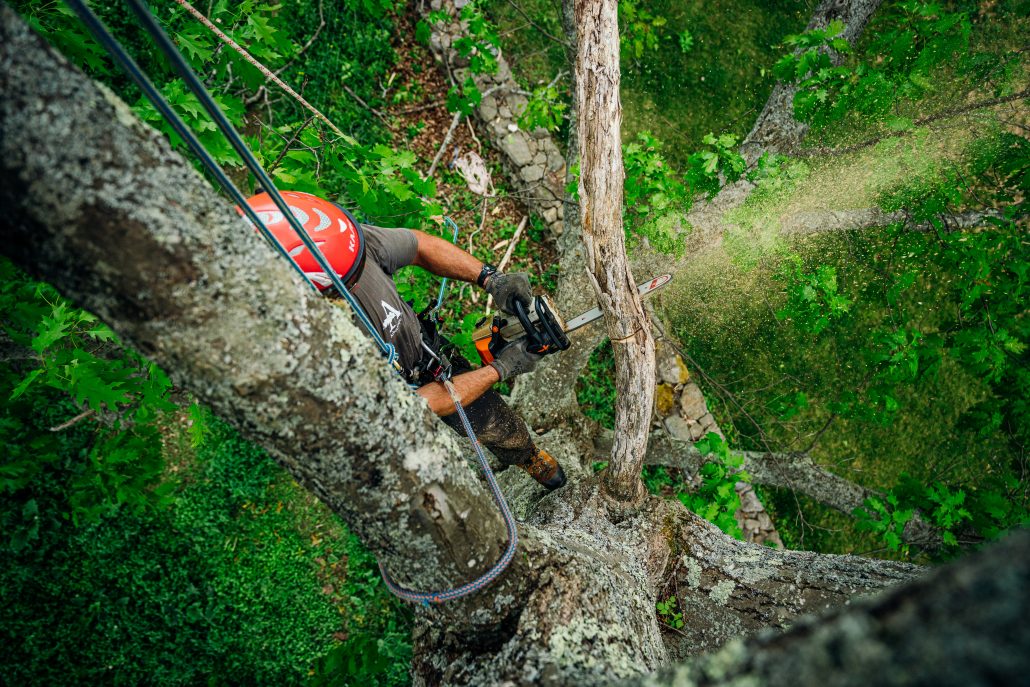 Arborist Photo Gallery - Expert Tree Service, Landscaping, Excavation ...
