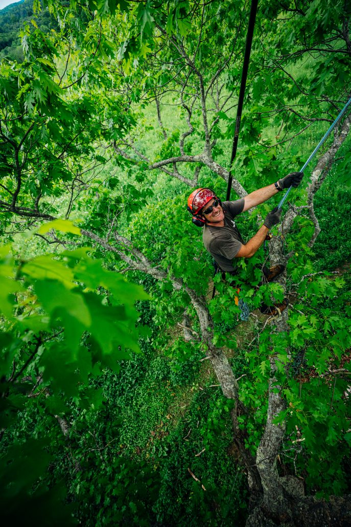 Arborist Photo Gallery - Expert Tree Service, Landscaping, Excavation ...