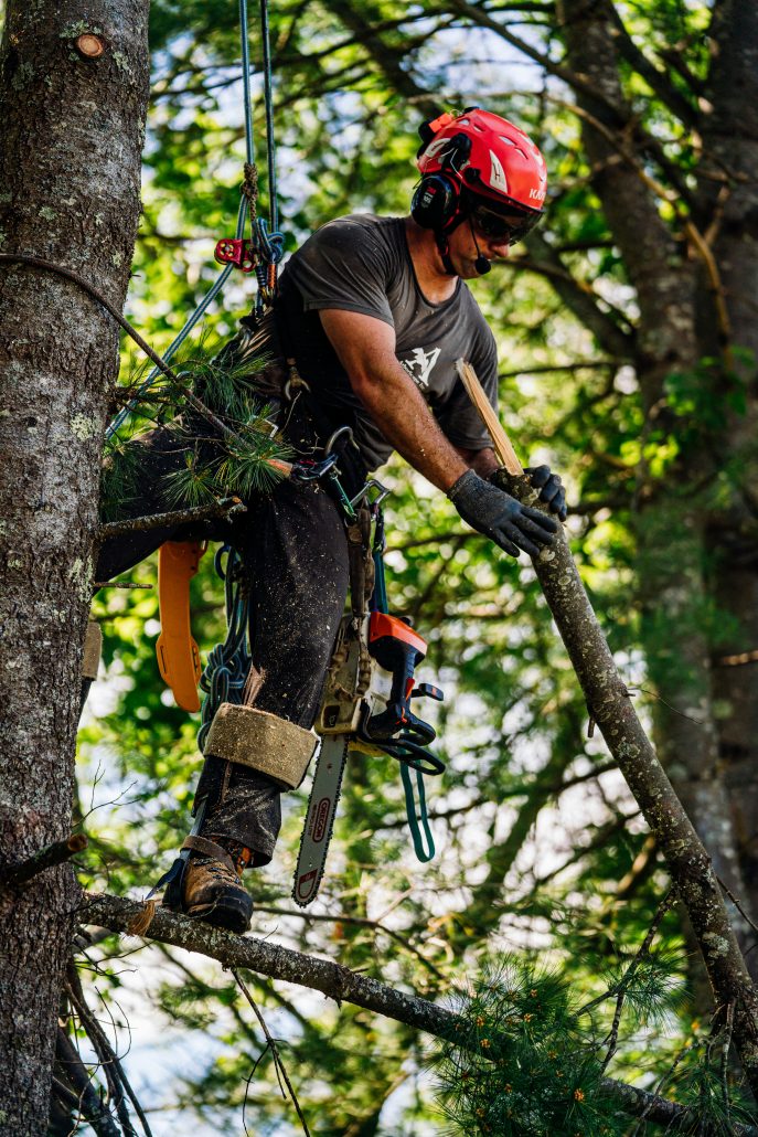 Arborist Photo Gallery - Expert Tree Service, Landscaping, Excavation ...