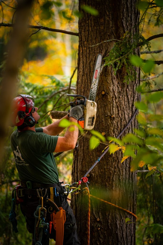 Arborist Photo Gallery - Expert Tree Service, Landscaping, Excavation ...