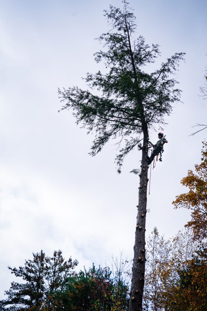 Arborist Photo Gallery - Expert Tree Service, Landscaping, Excavation ...