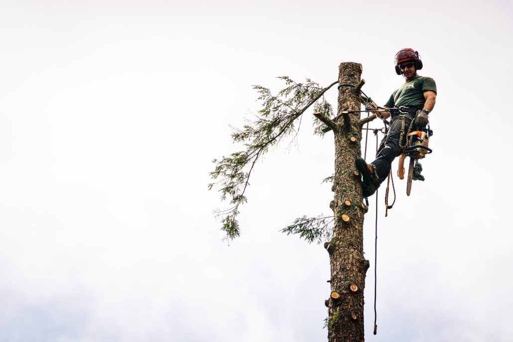 Arborist Photo Gallery - Expert Tree Service, Landscaping, Excavation ...