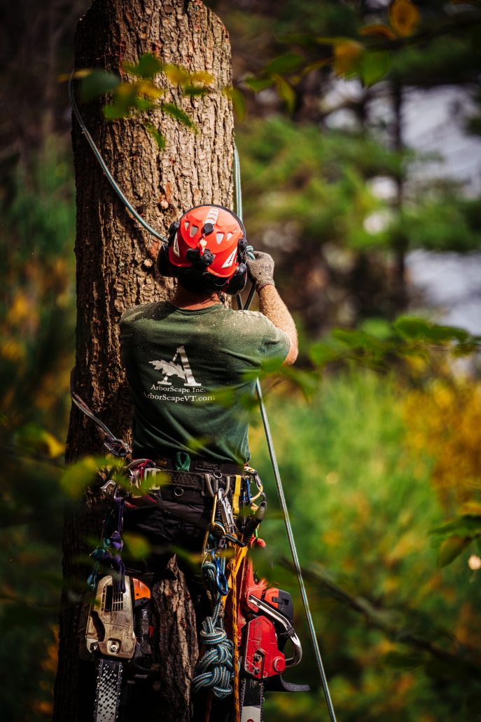 Arborist Photo Gallery - Expert Tree Service, Landscaping, Excavation ...